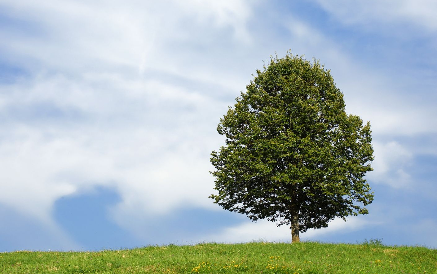 Sunday Sermon – Trust in the Lord Wholeheartedly, and He Will Direct ...